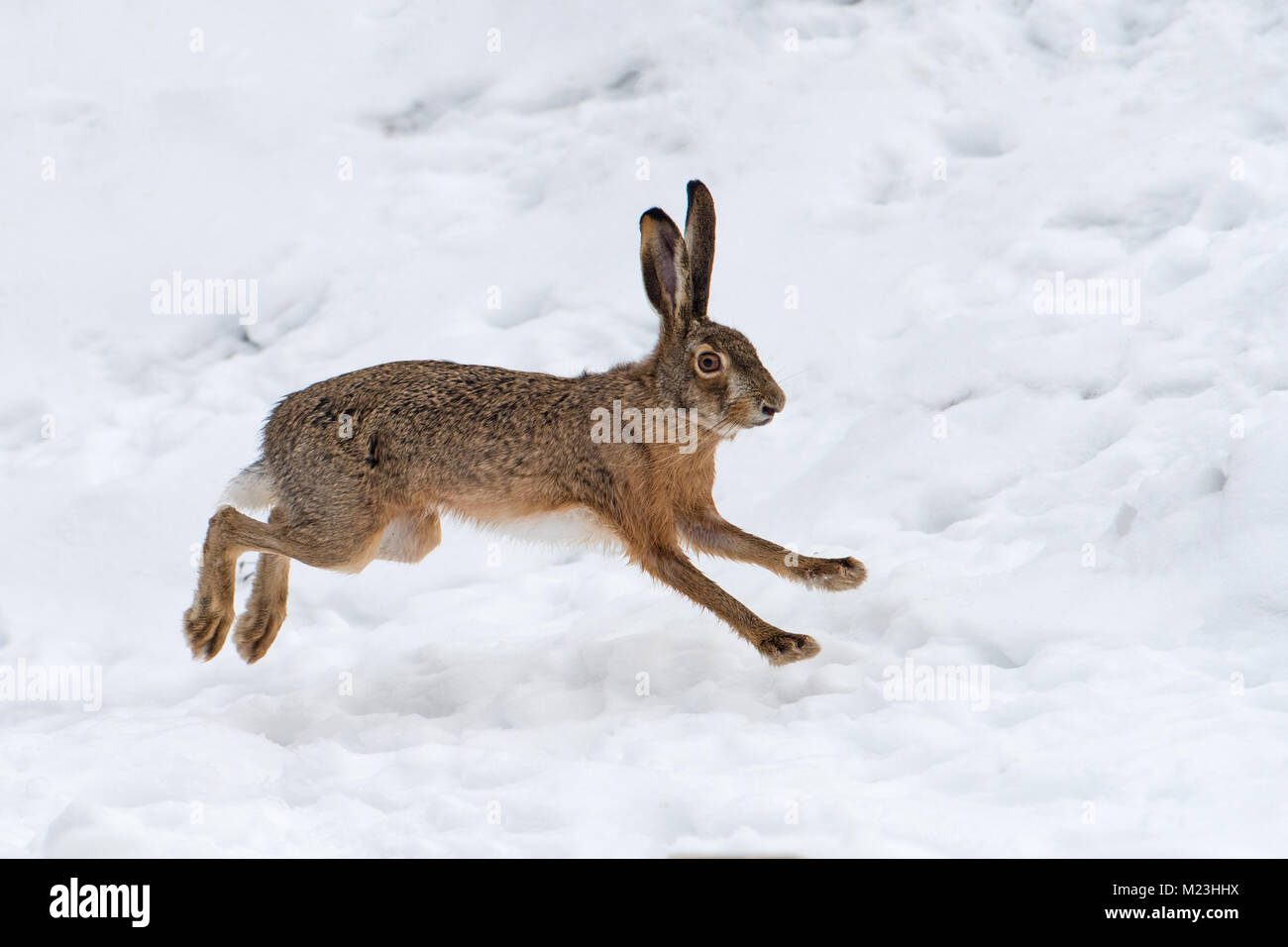 Hare running in the winter field Stock Photo - Alamy