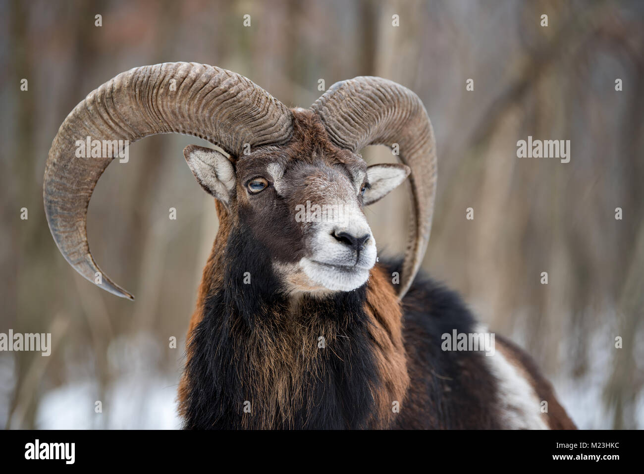 Winter portrait of big mouflon animal. Mouflon, Ovis orientalis, forest ...