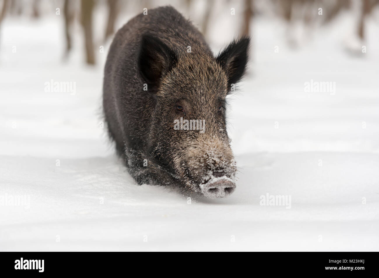 Wild boar habitat hi-res stock photography and images - Alamy