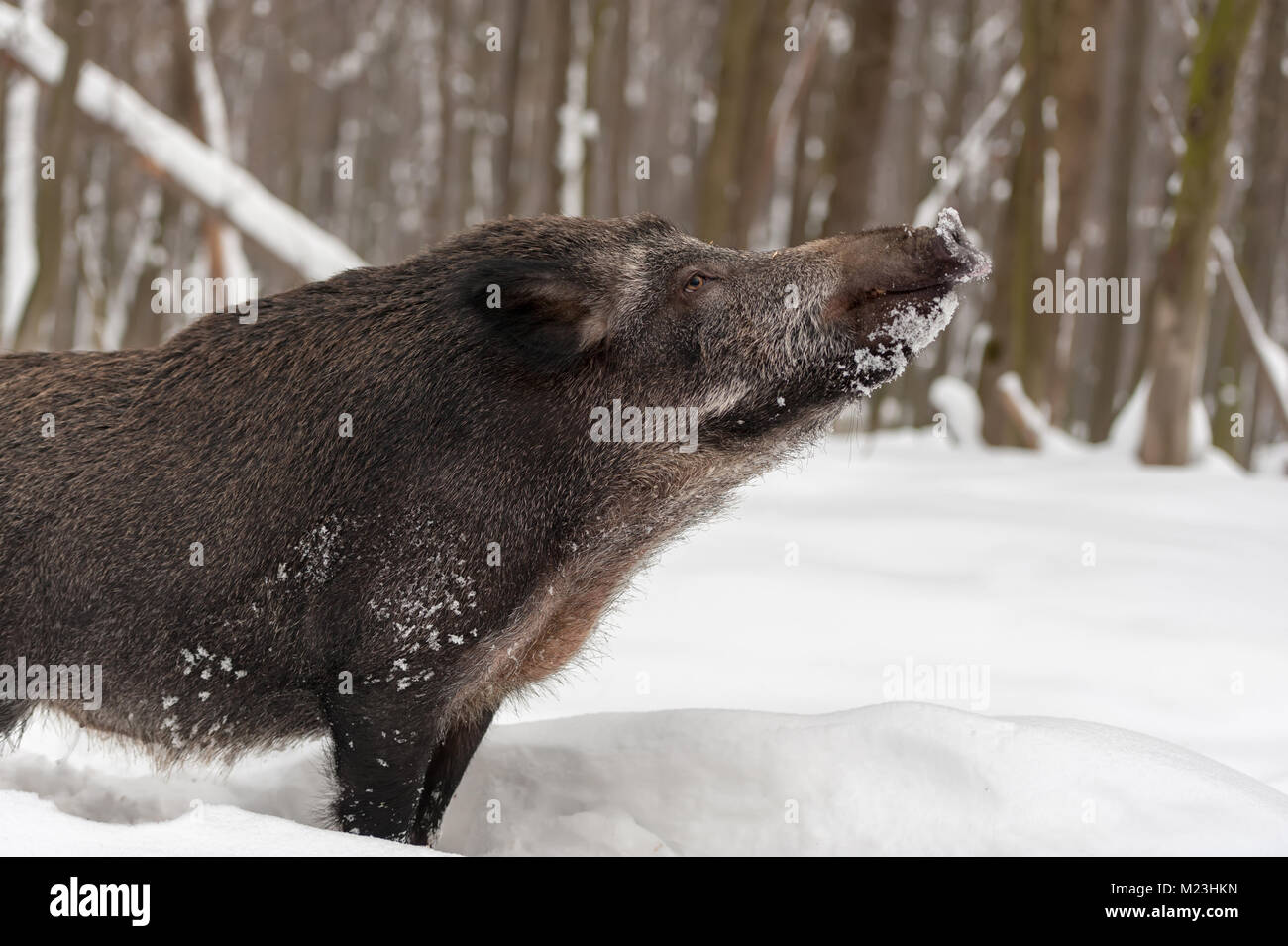 Wild boar habitat hi-res stock photography and images - Alamy