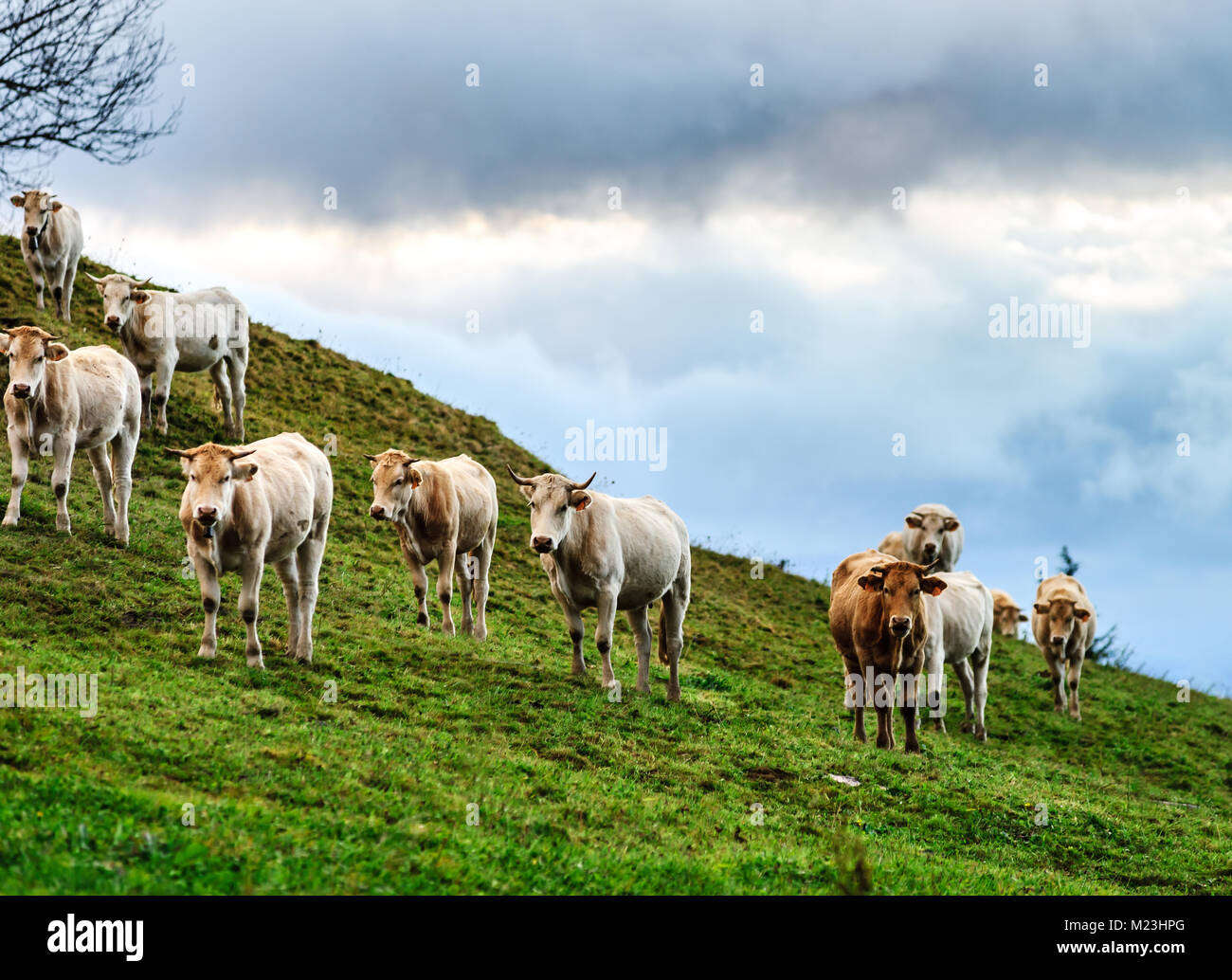 Cows field pyrenees france hi-res stock photography and images - Alamy