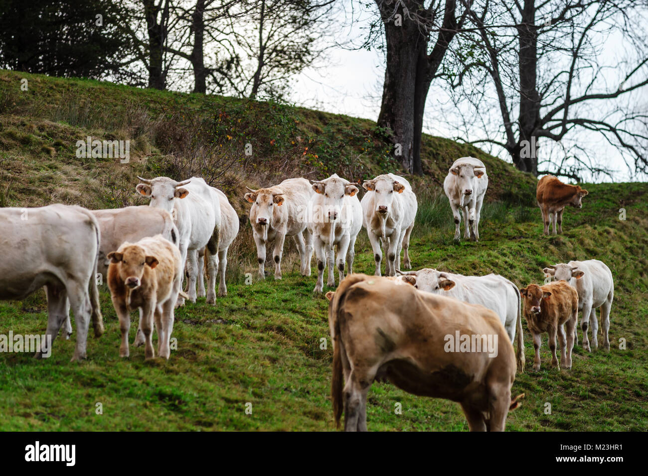 Cows field pyrenees france hi-res stock photography and images - Alamy