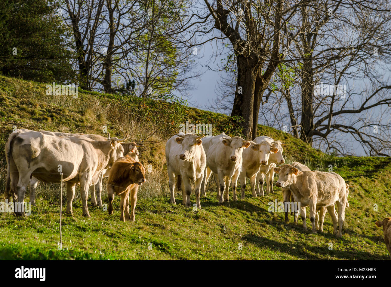 Cows field pyrenees france hi-res stock photography and images - Alamy