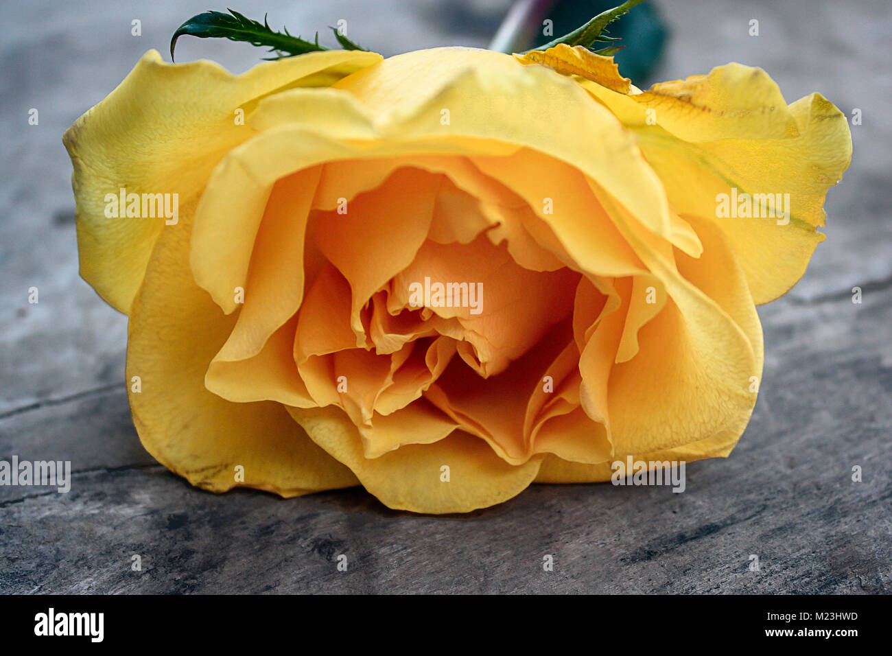 One Single Yellow Rose Stock Photo - Alamy