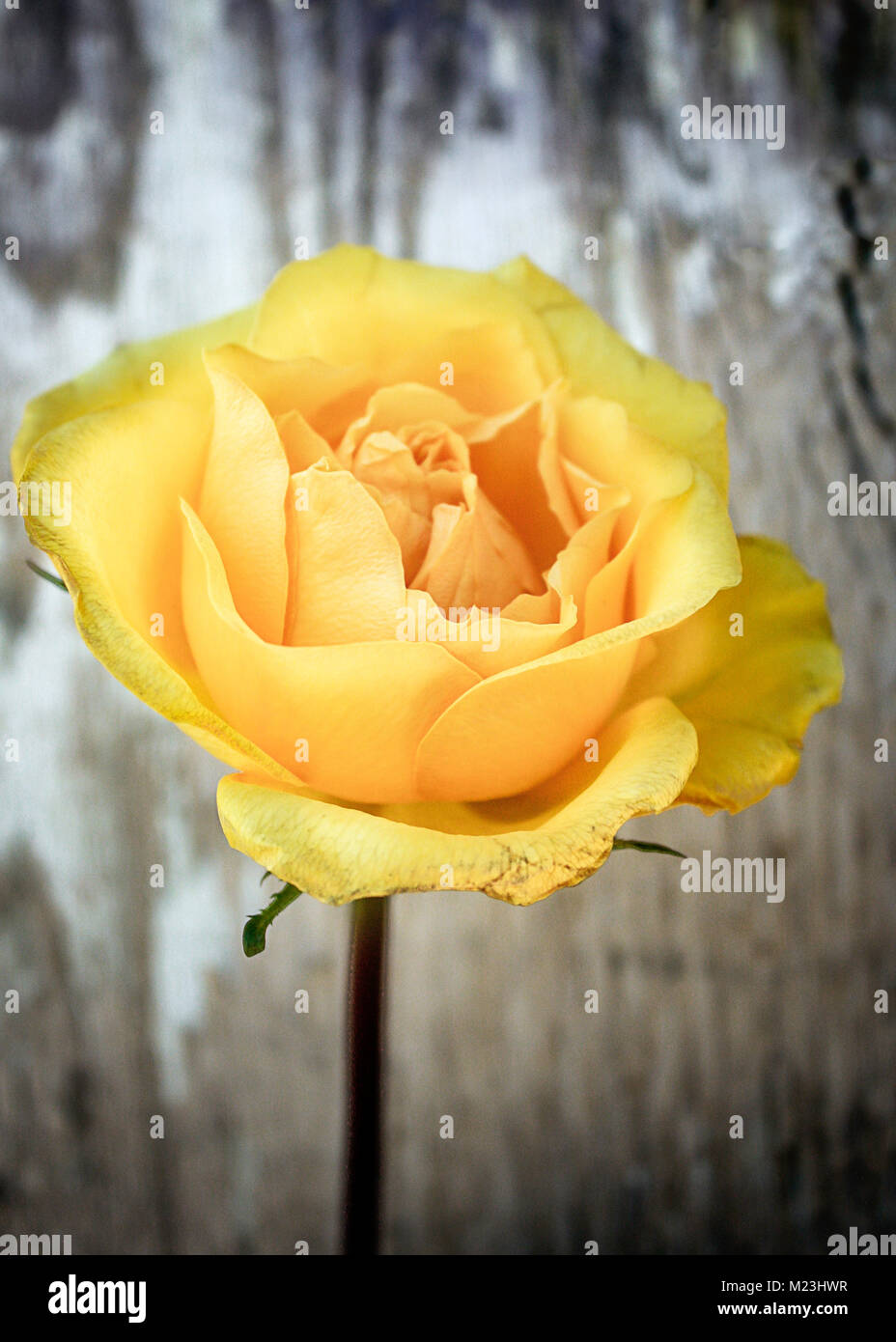 One Single Yellow Rose Stock Photo - Alamy