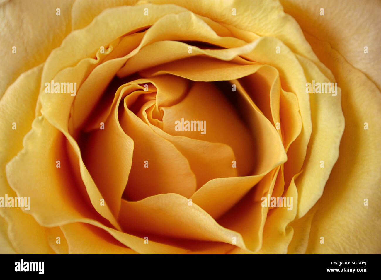 One Single Yellow Rose Stock Photo - Alamy