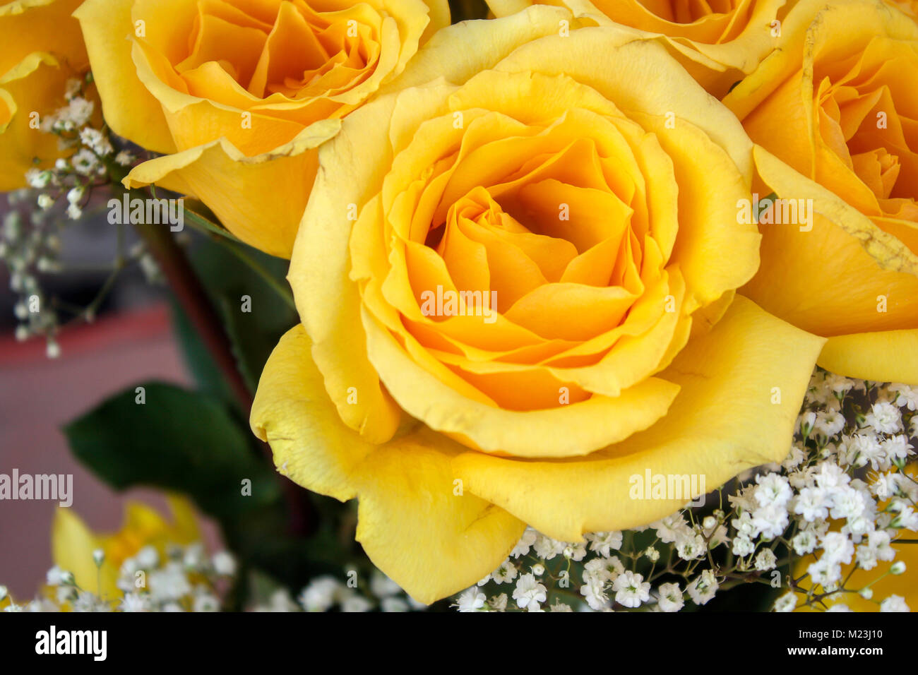 Birds eye view of roses hi-res stock photography and images - Alamy