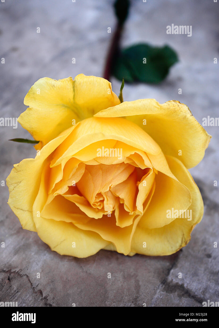 One rose hi-res stock photography and images - Alamy