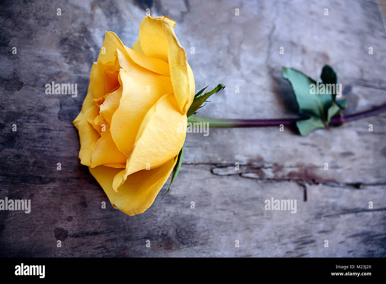 One rose hi-res stock photography and images - Alamy