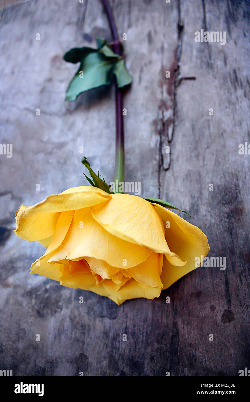 Laying down yellow lines hi-res stock photography and images - Alamy