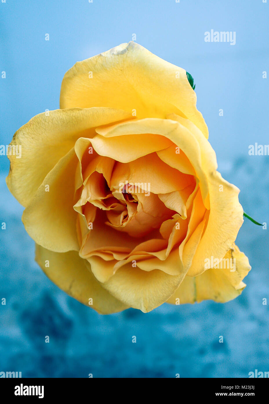 One Single Yellow Rose Stock Photo - Alamy