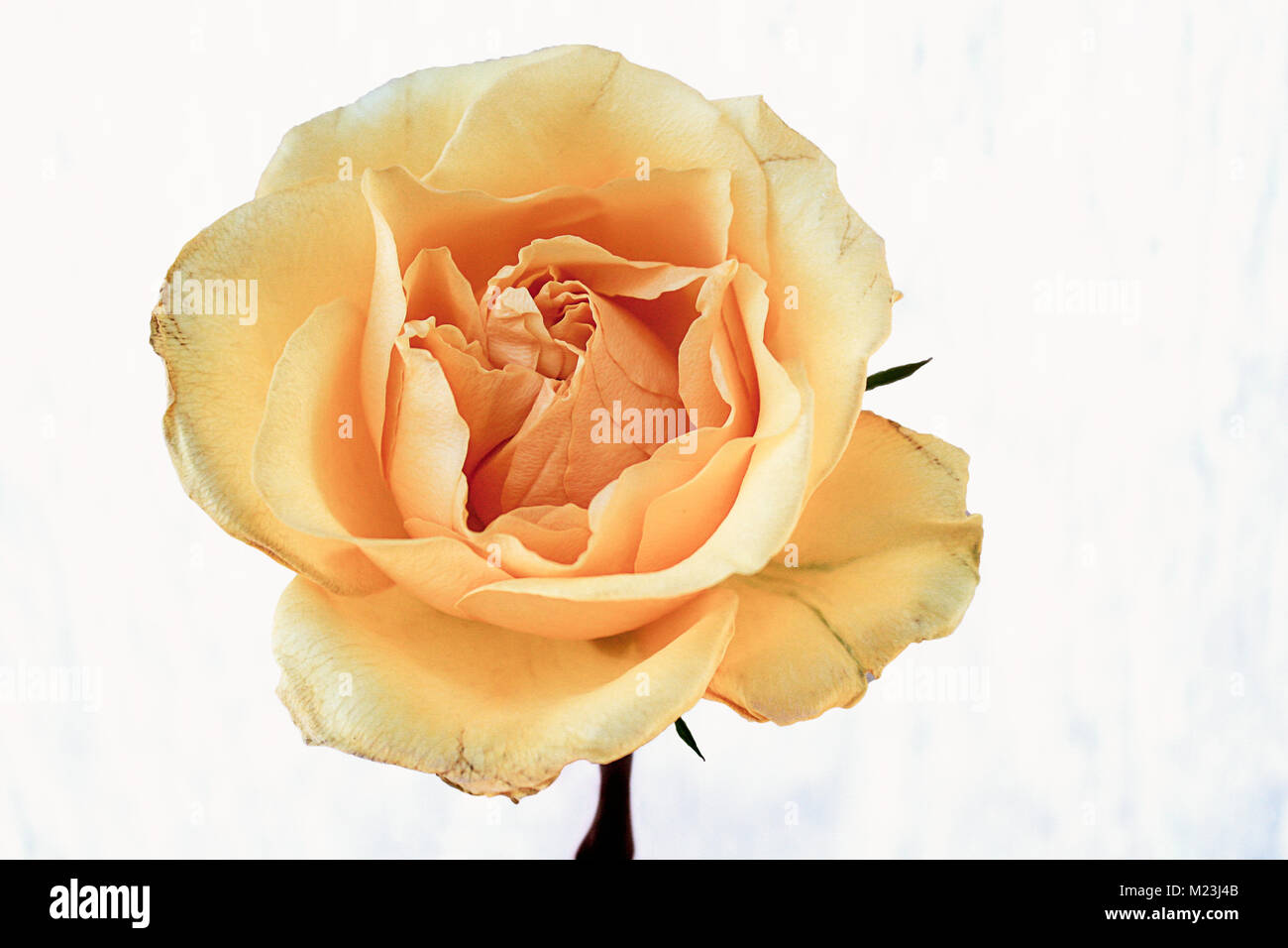 One Single Yellow Rose Stock Photo - Alamy