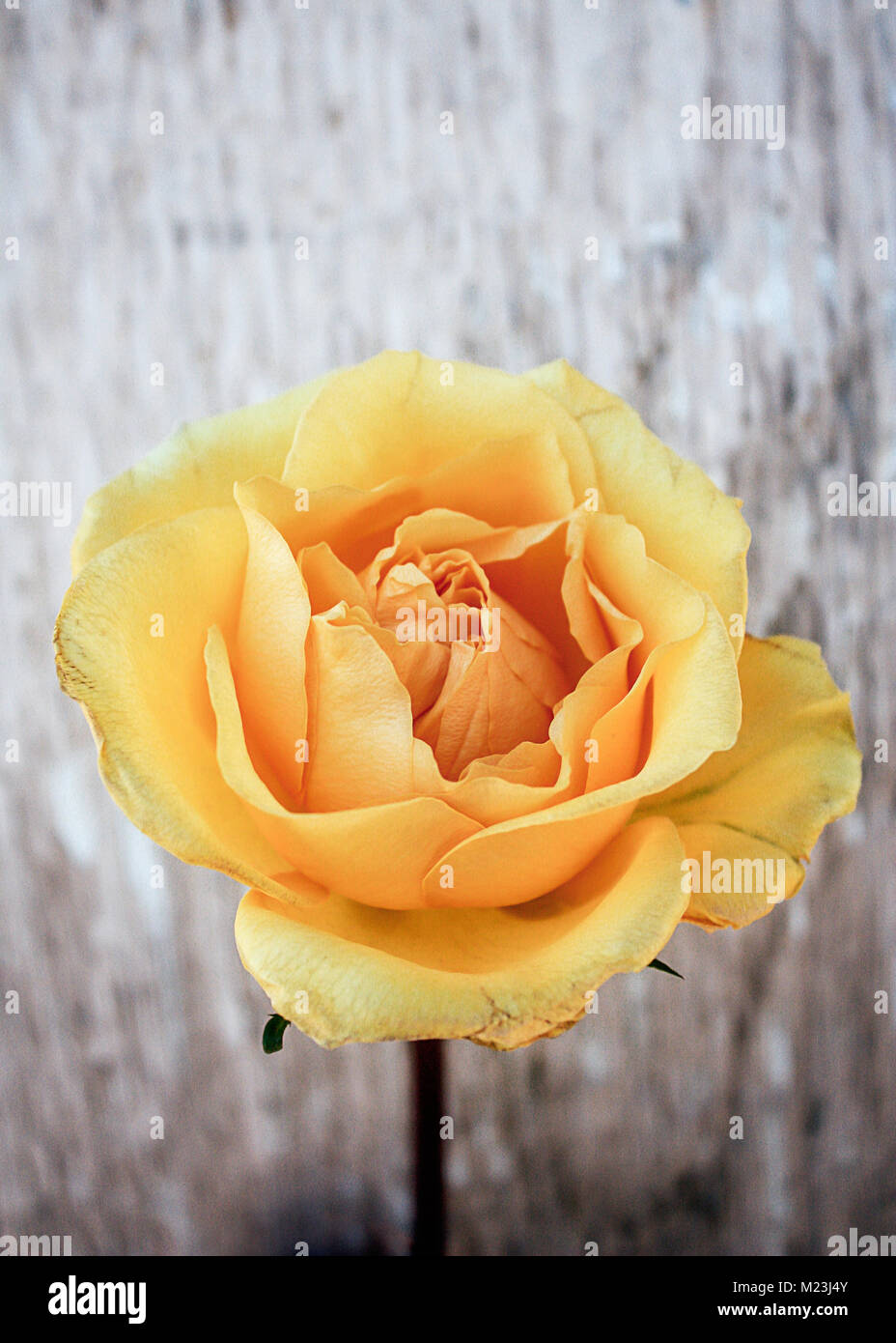 One Single Yellow Rose Stock Photo - Alamy