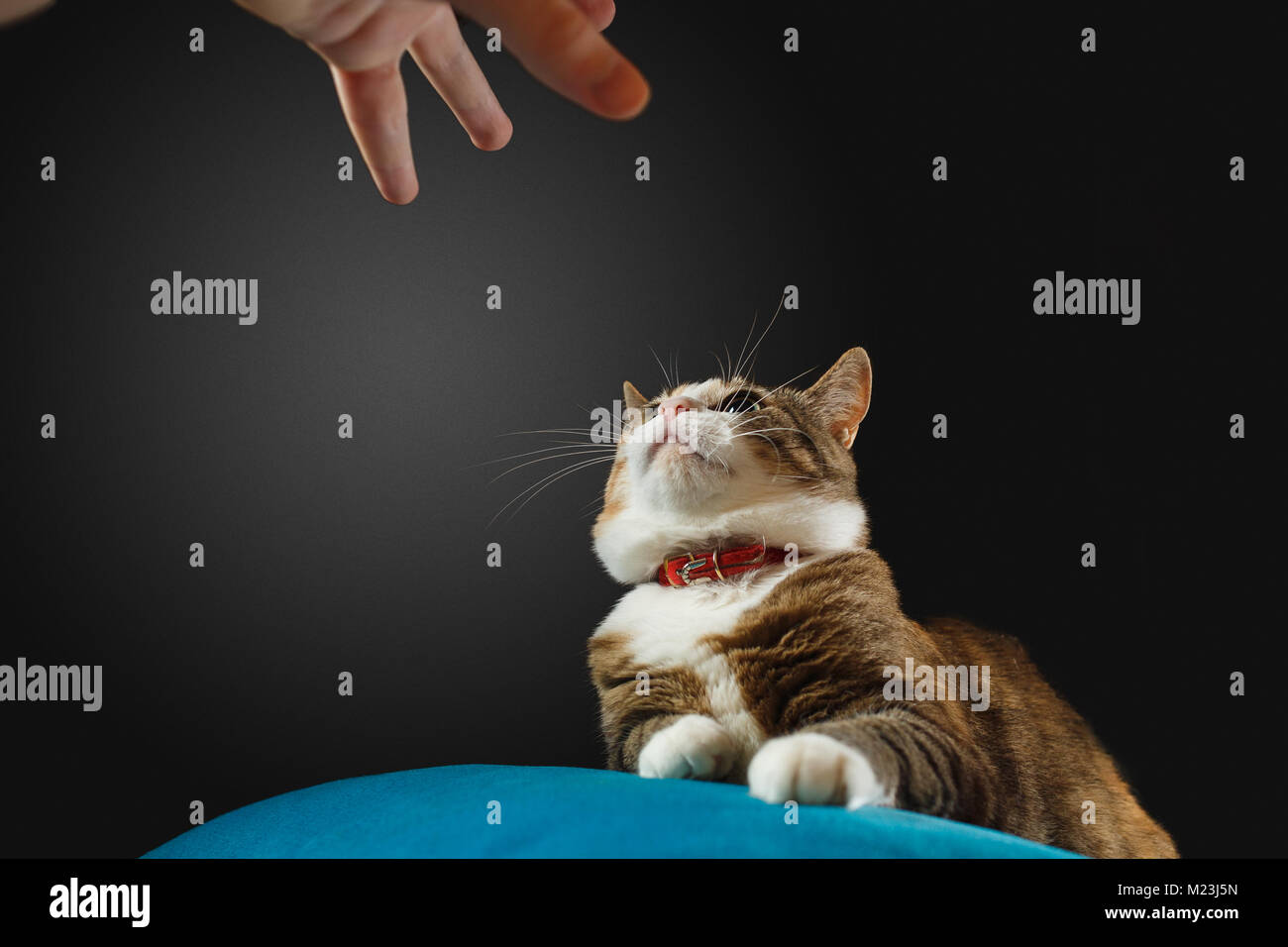 Playful cat attacking female hand. Dangerous game with angry ginger ...