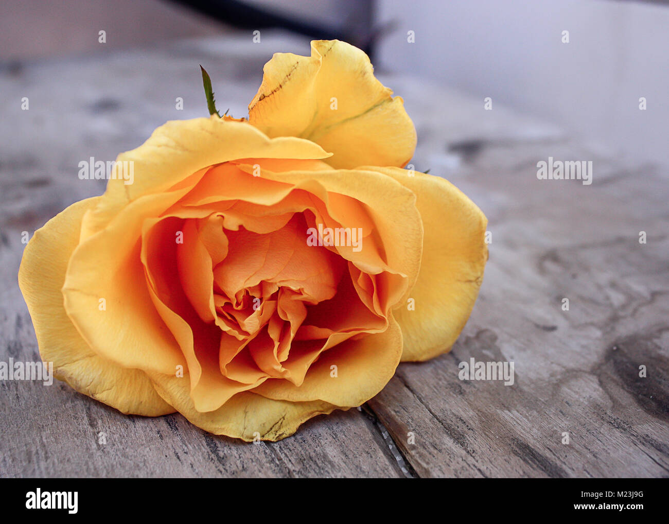 One Single Yellow Rose Stock Photo - Alamy