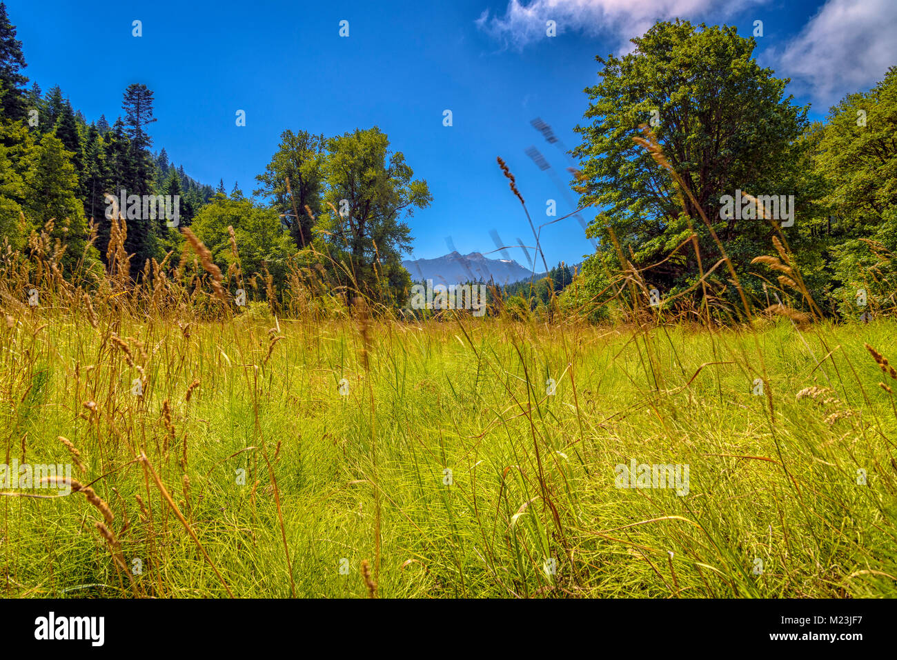 Field clearing hi-res stock photography and images - Alamy