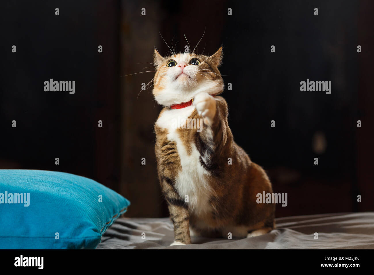 Funny angry cat. Orange cat pulling his paw to attack Stock Photo - Alamy