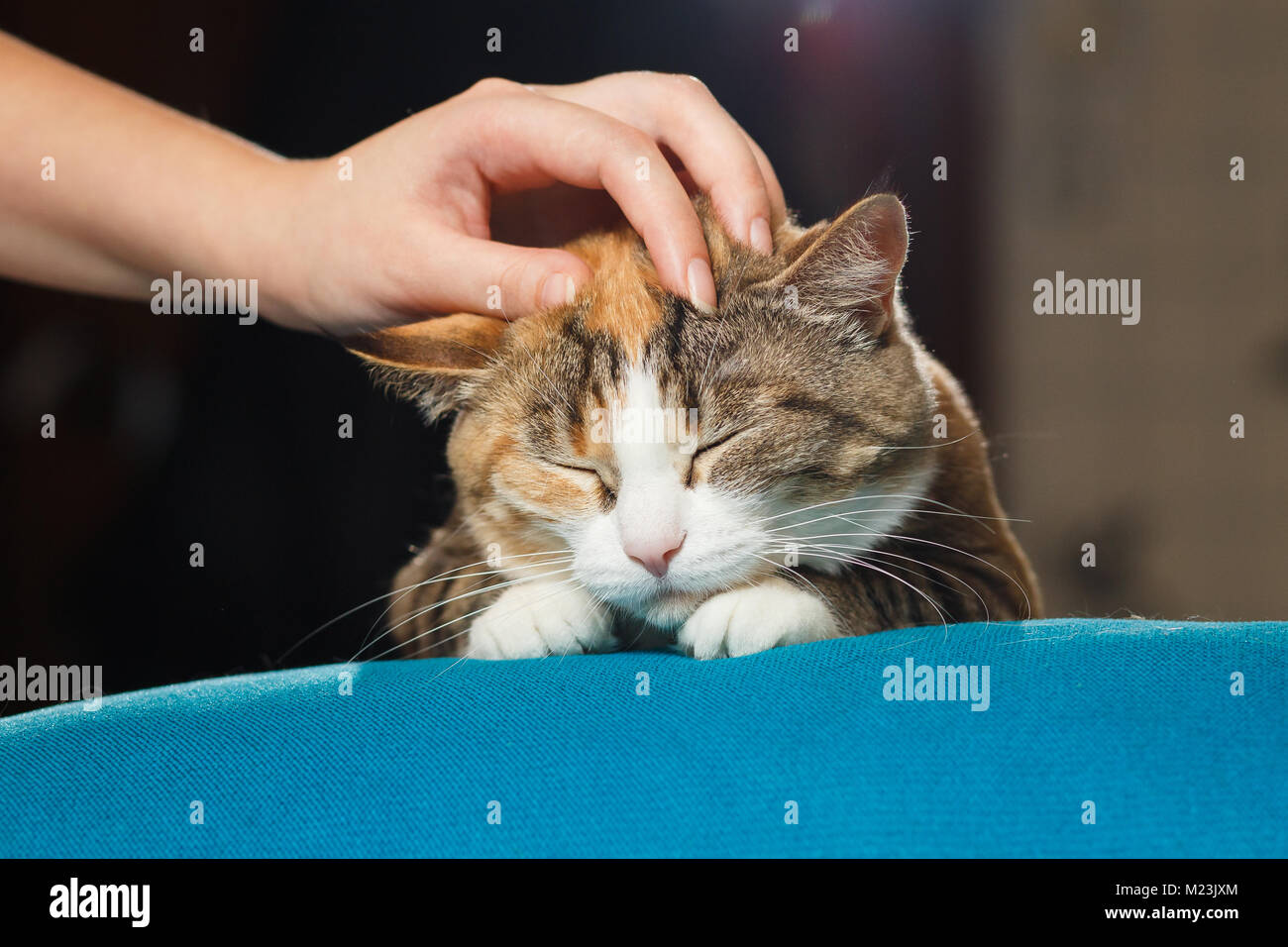Hand of person stroking head of cute ginger cat. Pleasure, animals ...