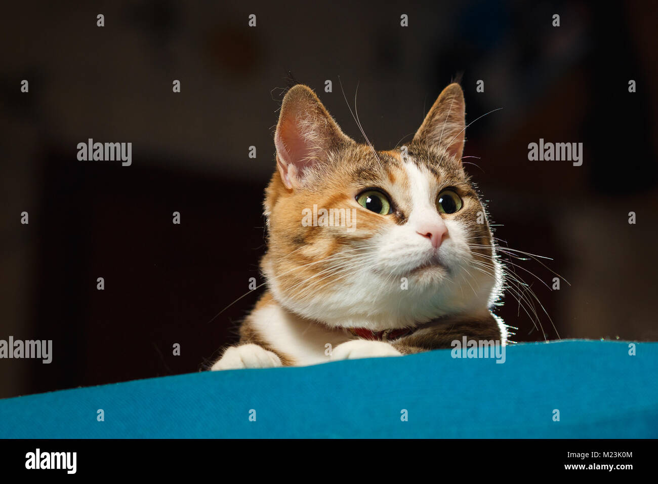 Pretty ginger cat looking to right side of image Stock Photo - Alamy