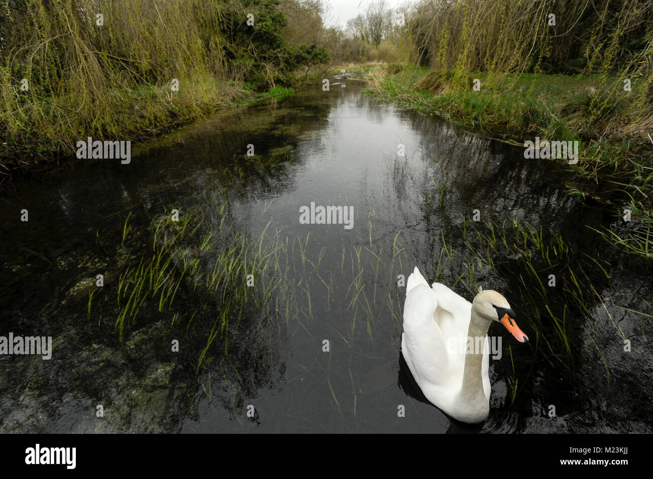 River whitewater hampshire uk hi-res stock photography and images - Alamy