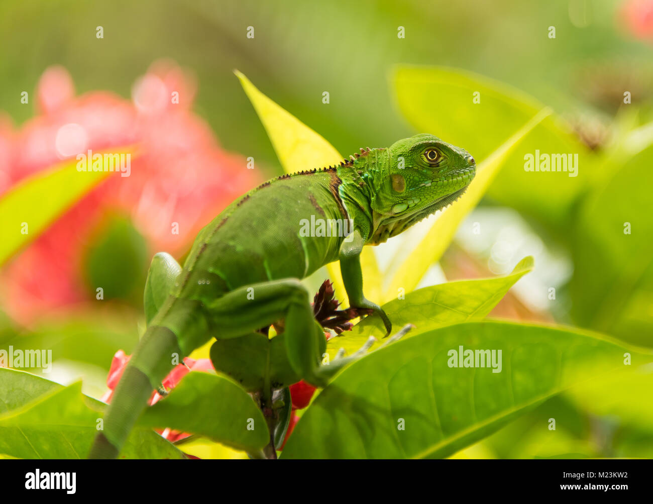 Small Green Iguana Isolated Stock Photo - Alamy