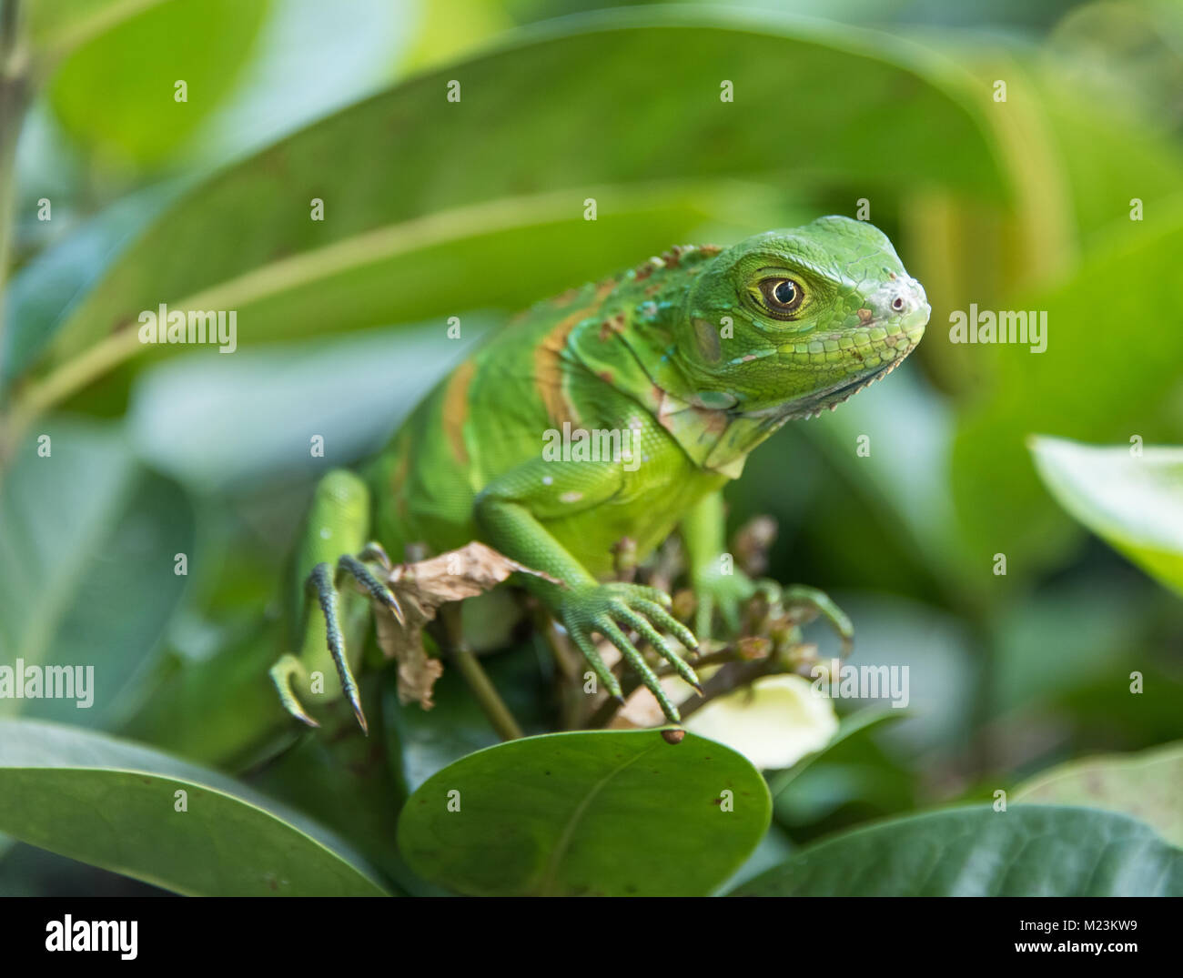 Small Green Iguana Isolated Stock Photo - Alamy