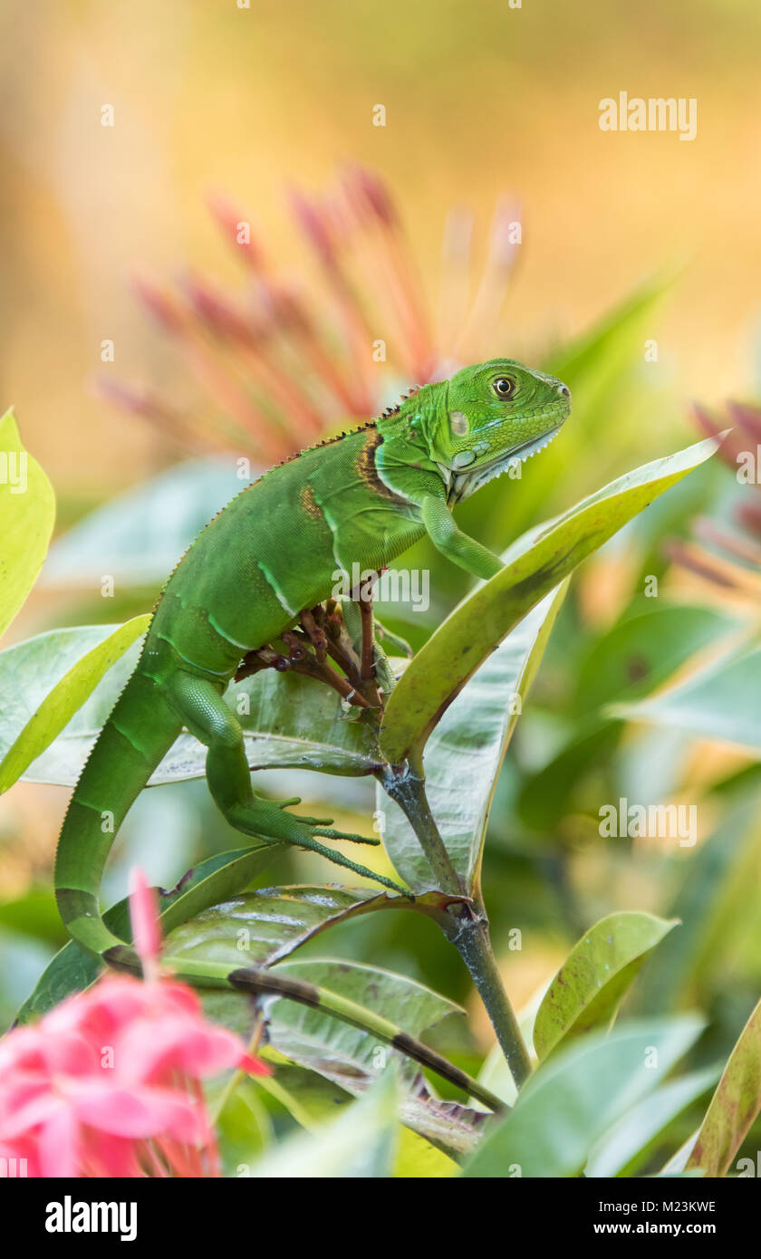 Small Green Iguana Isolated Stock Photo - Alamy
