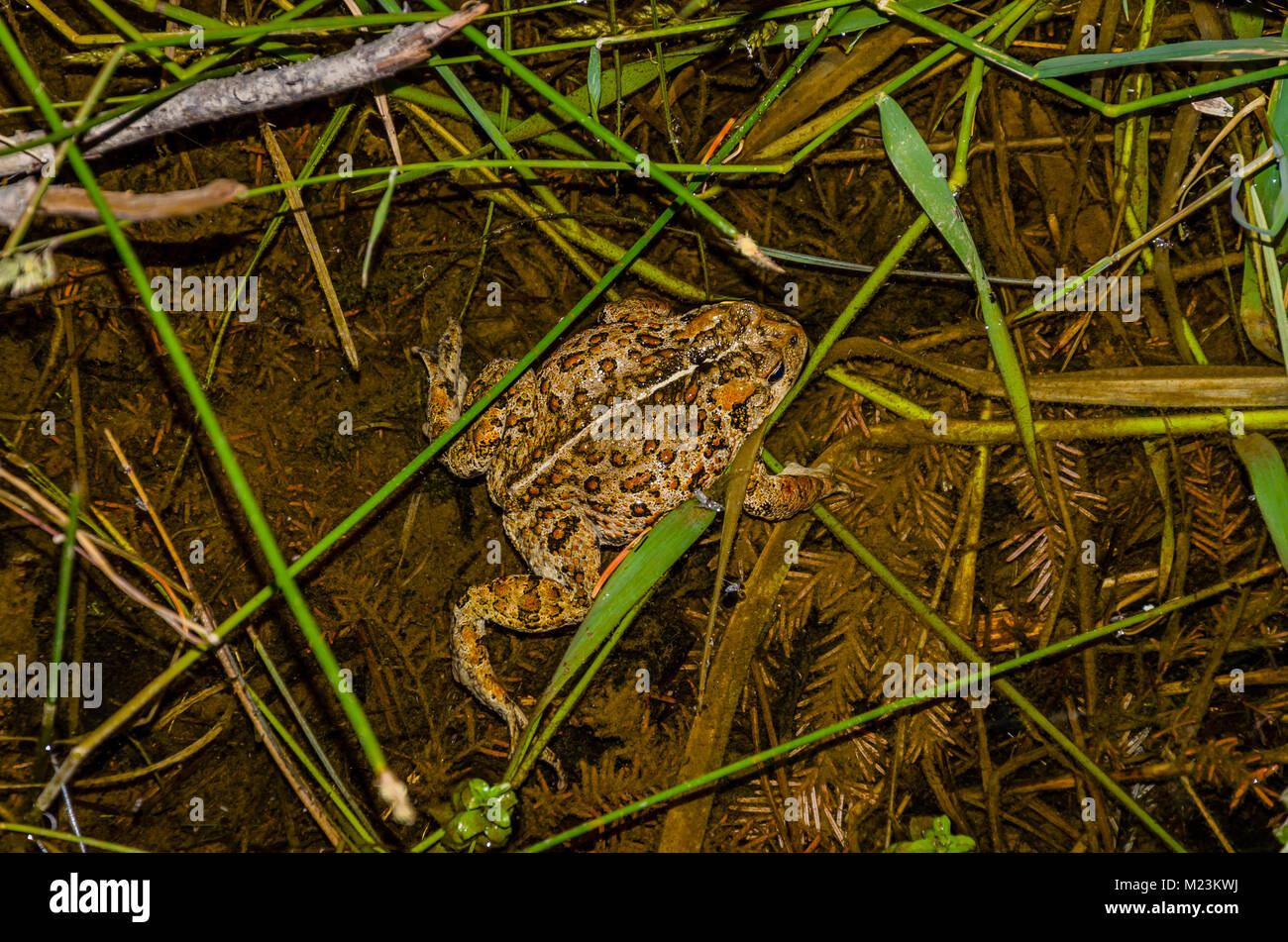 Boreas pond hi-res stock photography and images - Alamy