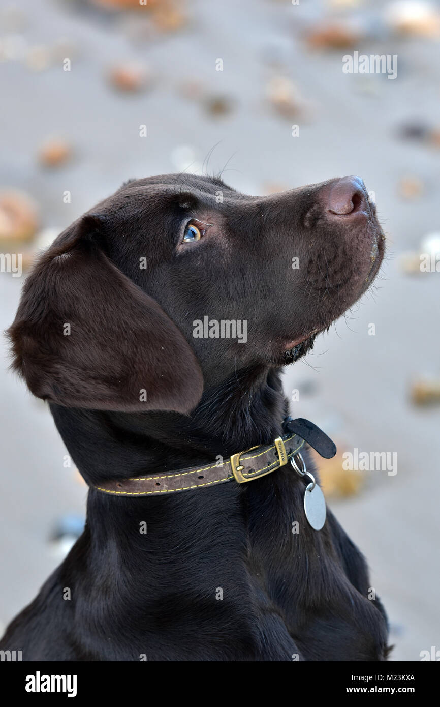Labrador springer spaniel cross dog hi-res stock photography and images ...