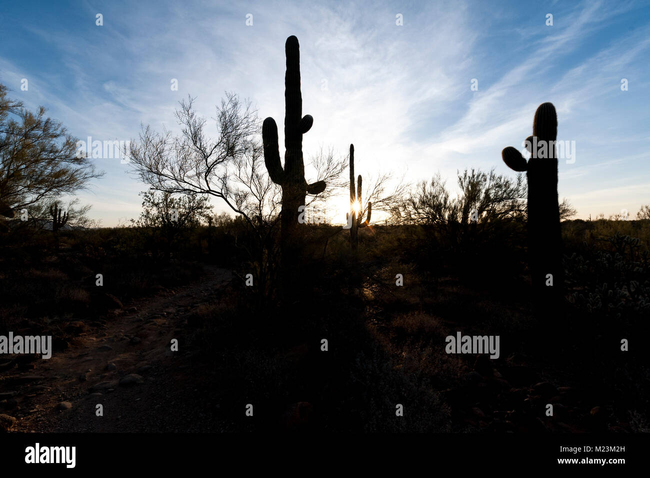 Silhouette of cactus against morning sky in Apache Wash Trailhead in ...
