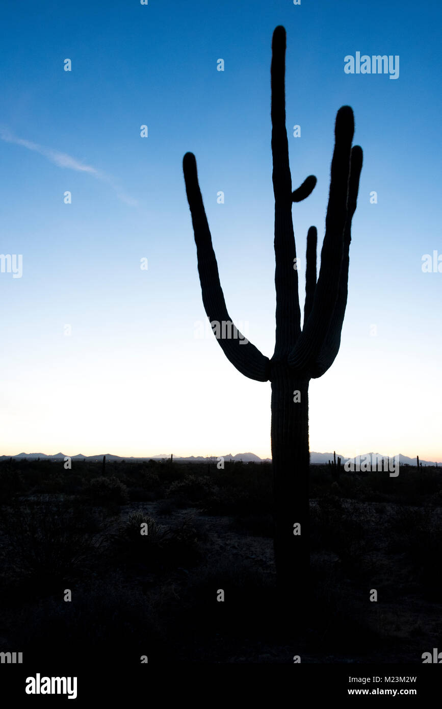 Silhouette of cactus against morning sky in Apache Wash Trailhead in ...