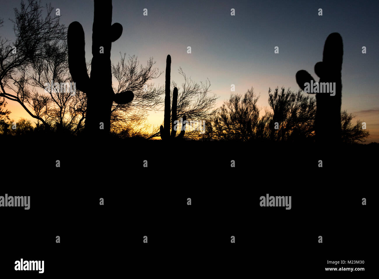 Silhouette of cactus against morning sky in Apache Wash Trailhead in ...