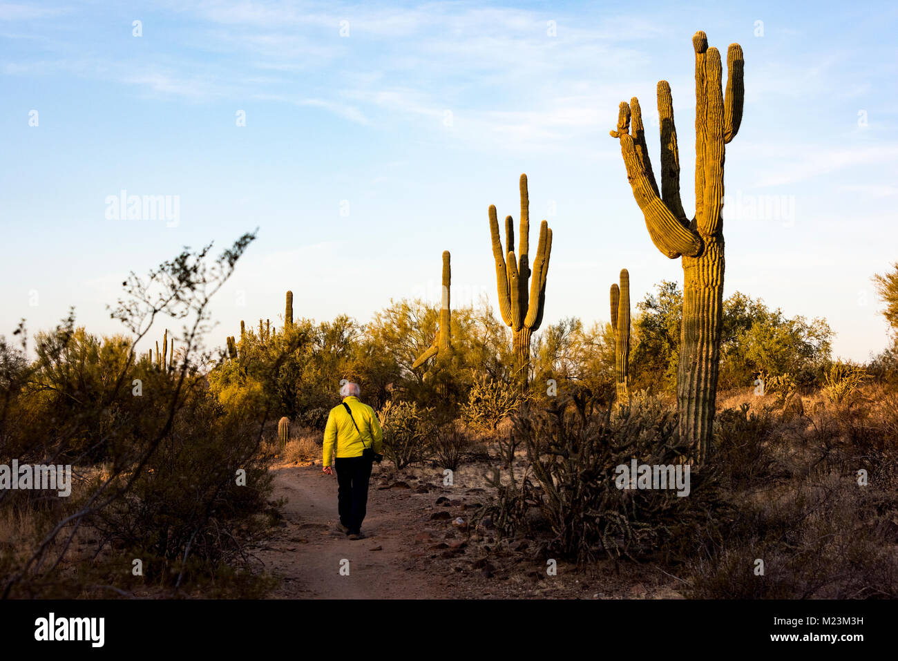 Man taking a sunrise walk in Apache Wash Trailhead in Arizona Stock ...