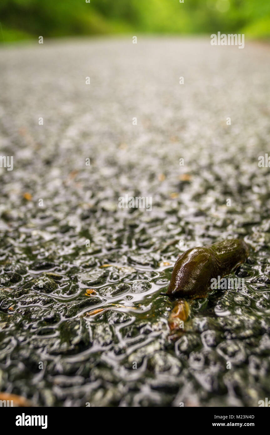 Dead slug hi-res stock photography and images - Alamy
