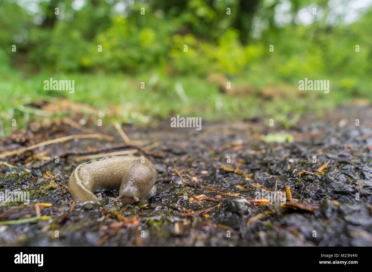 Rainy just hi-res stock photography and images - Alamy