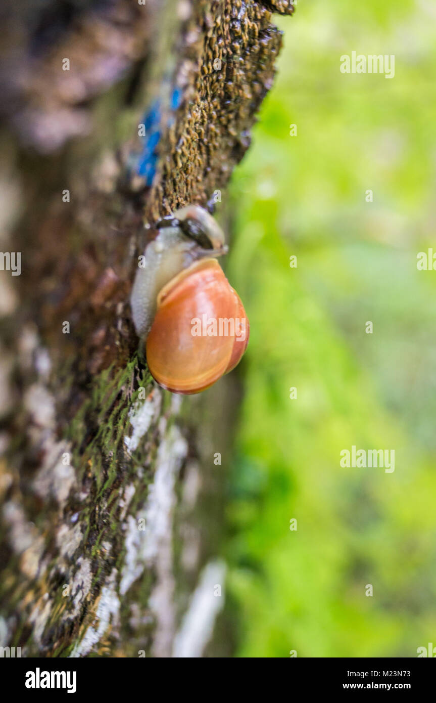 Orange snail on a tree climbing to the top Stock Photo - Alamy