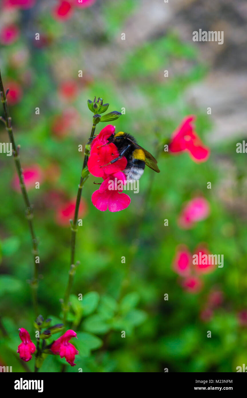 Closeup shot bumblebee on flower hi-res stock photography and images ...