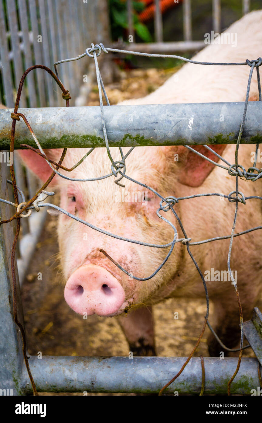 Pig grass fence hi-res stock photography and images - Alamy
