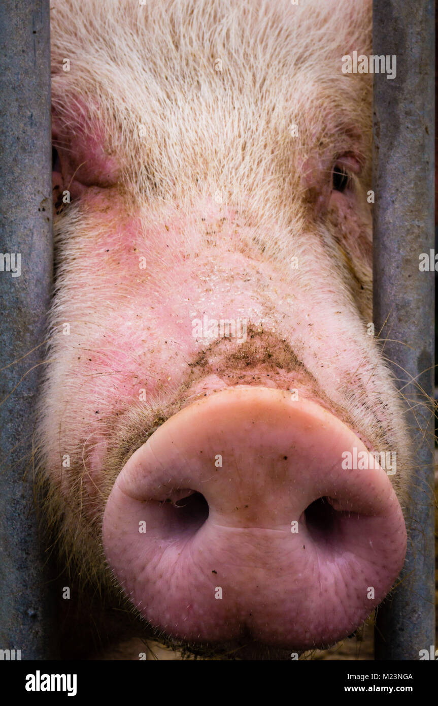 Stuck pig hi-res stock photography and images - Alamy