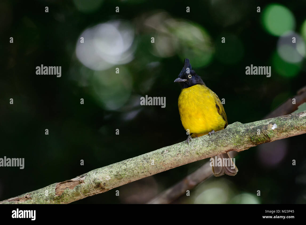 Pycnonotidae family hi-res stock photography and images - Alamy