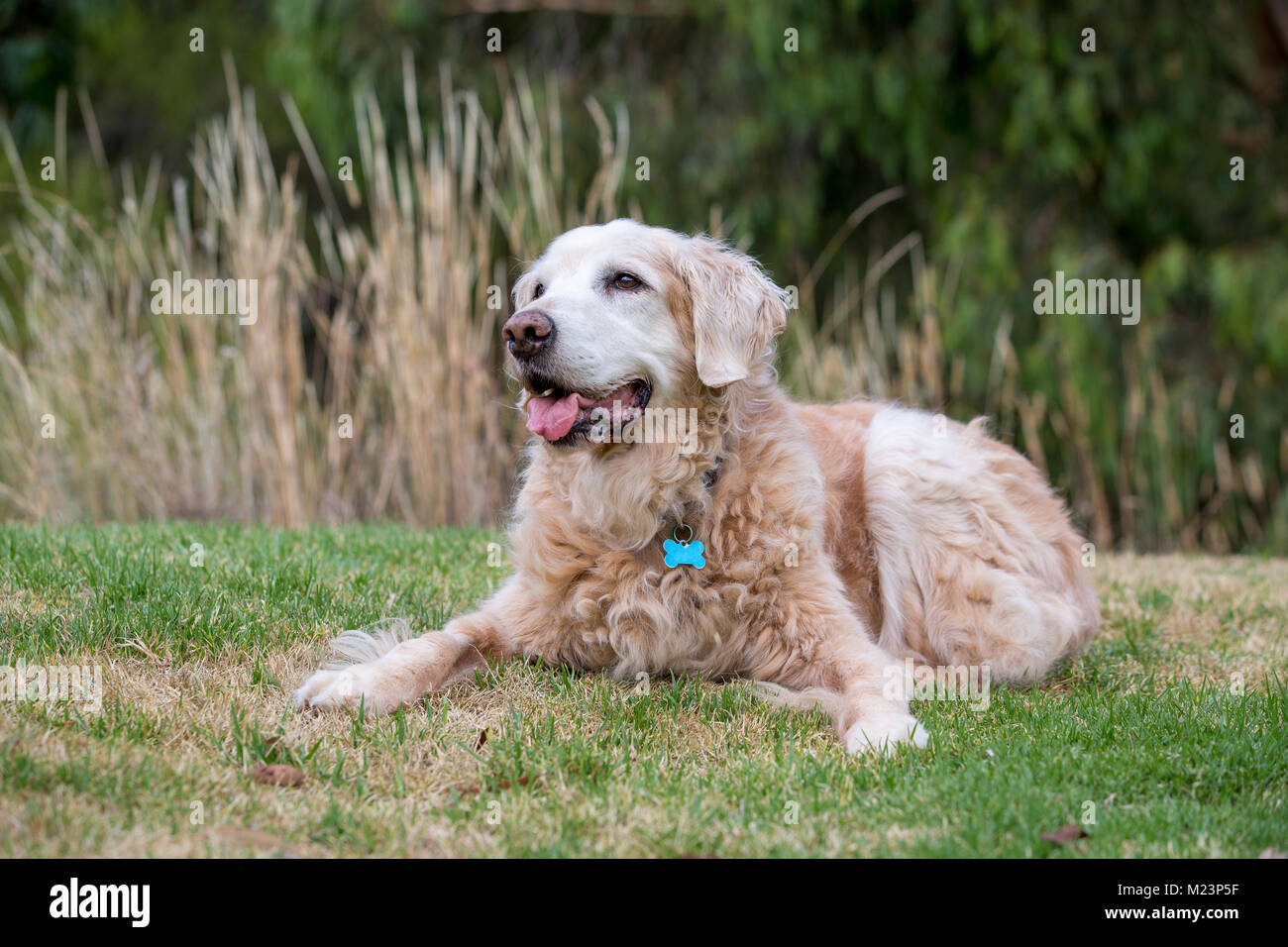 Elderly Golden Retriever High Resolution Stock Photography and Images ...