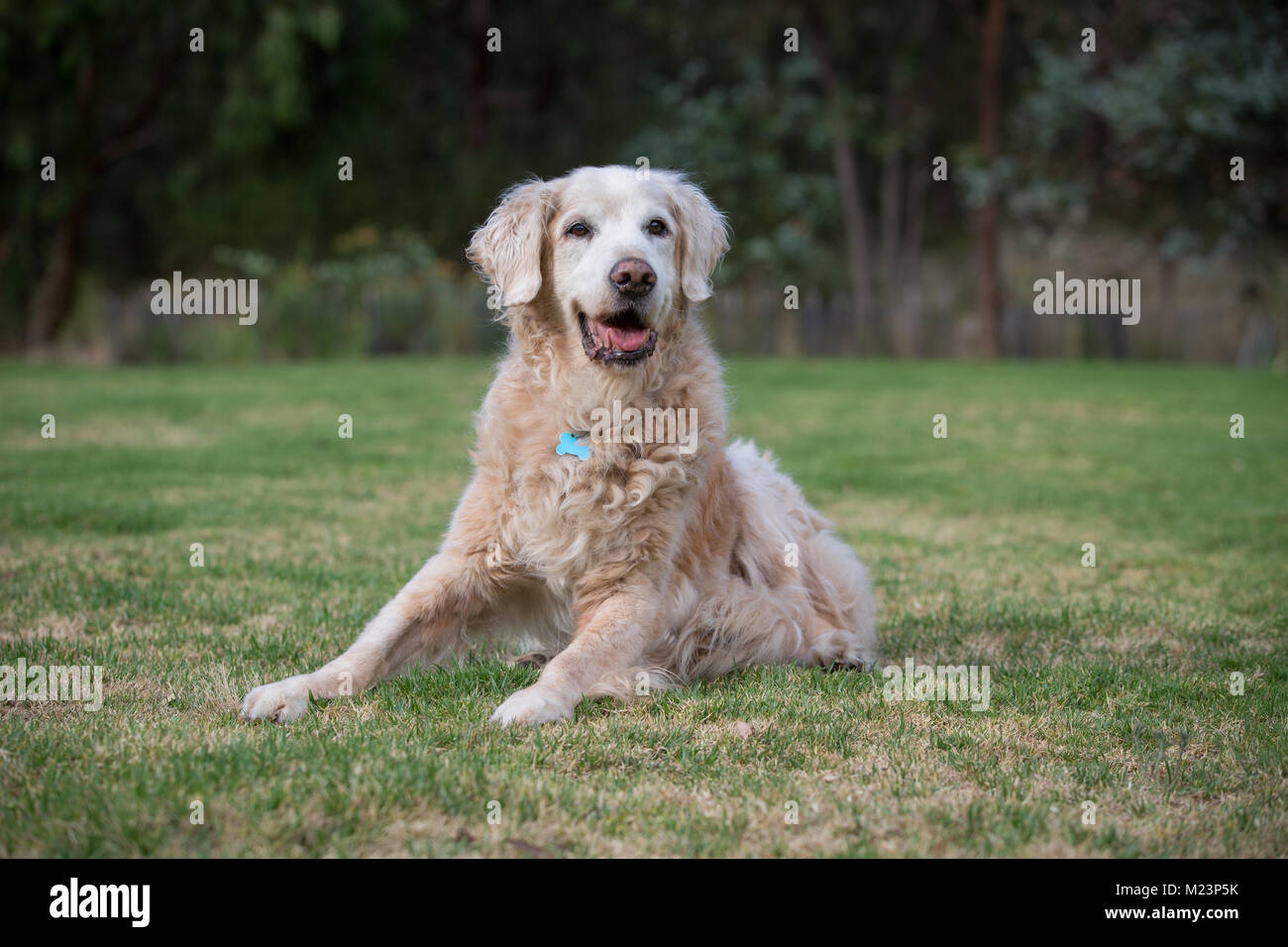 Elderly Golden Retriever High Resolution Stock Photography and Images ...