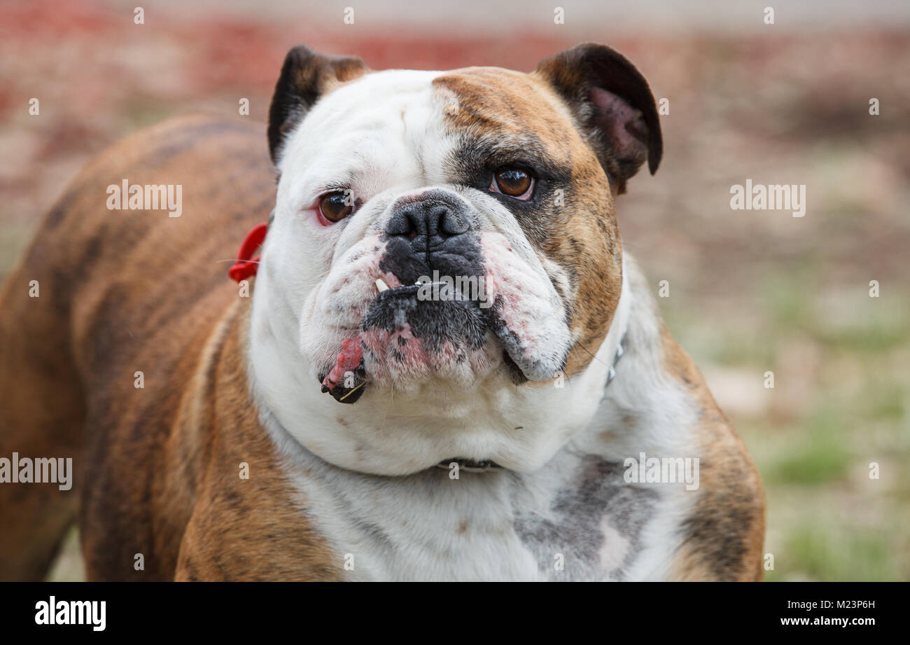 Fat bulldog hi-res stock photography and images - Alamy