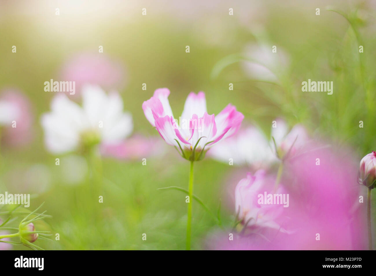 Pink Cosmos with beautiful at the sunshine Stock Photo - Alamy