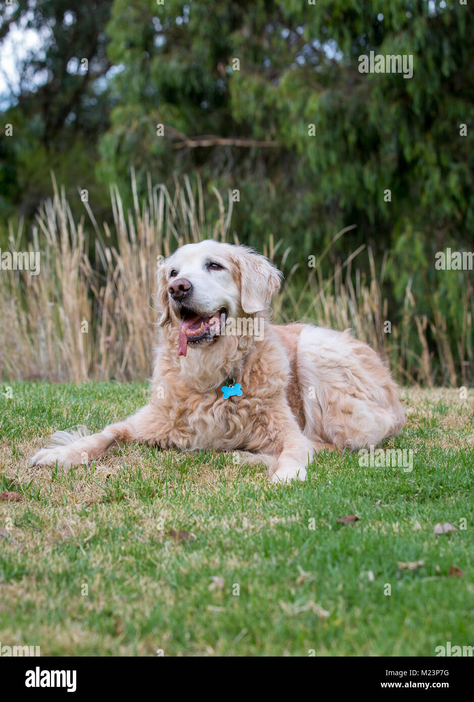 Elderly Golden Retriever High Resolution Stock Photography and Images ...