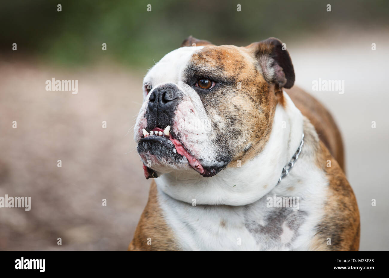 Fat bulldog hi-res stock photography and images - Alamy
