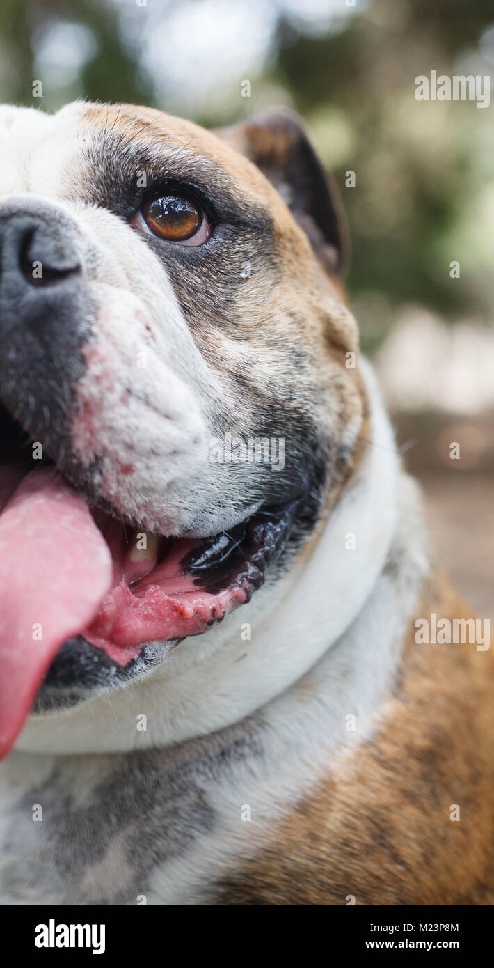 Bulldog Smiling Face