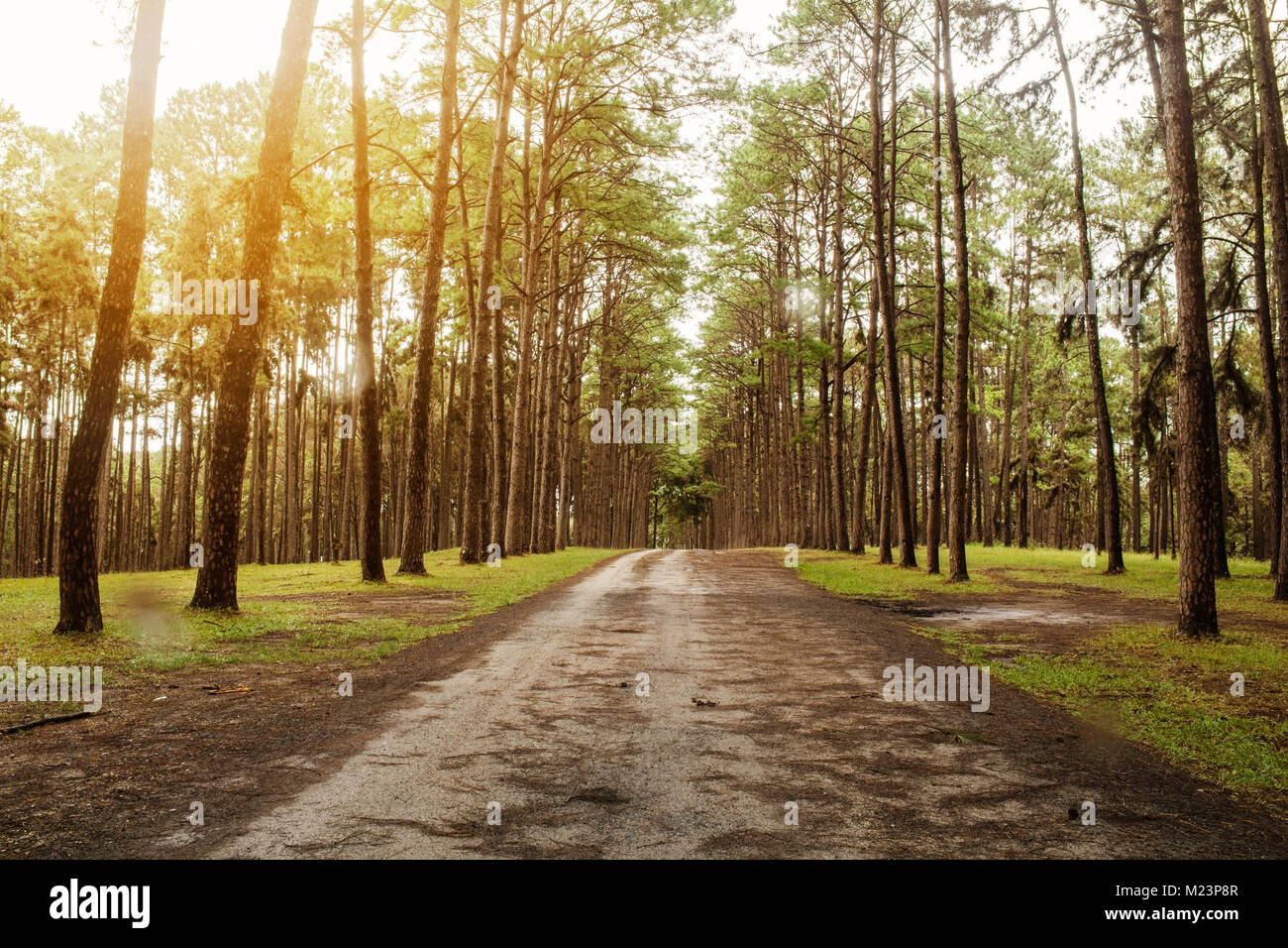 Pine of countryside with the morning sunshine Stock Photo - Alamy