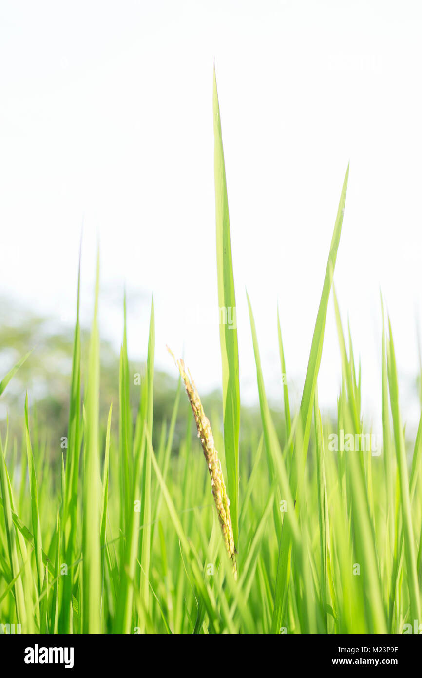 Rice ears growing in the field with sky background Stock Photo - Alamy