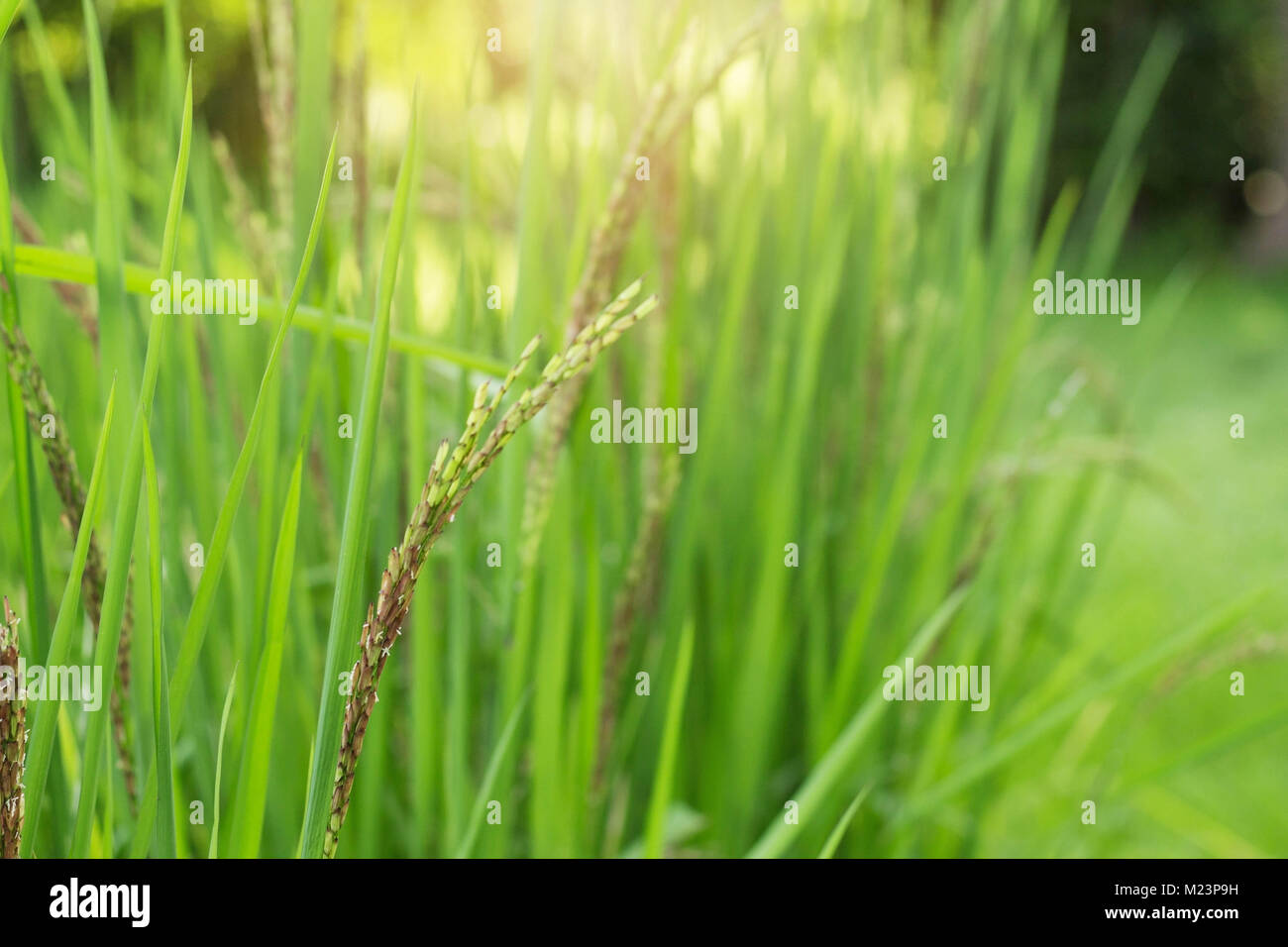 rice growing in the field with grass background Stock Photo - Alamy